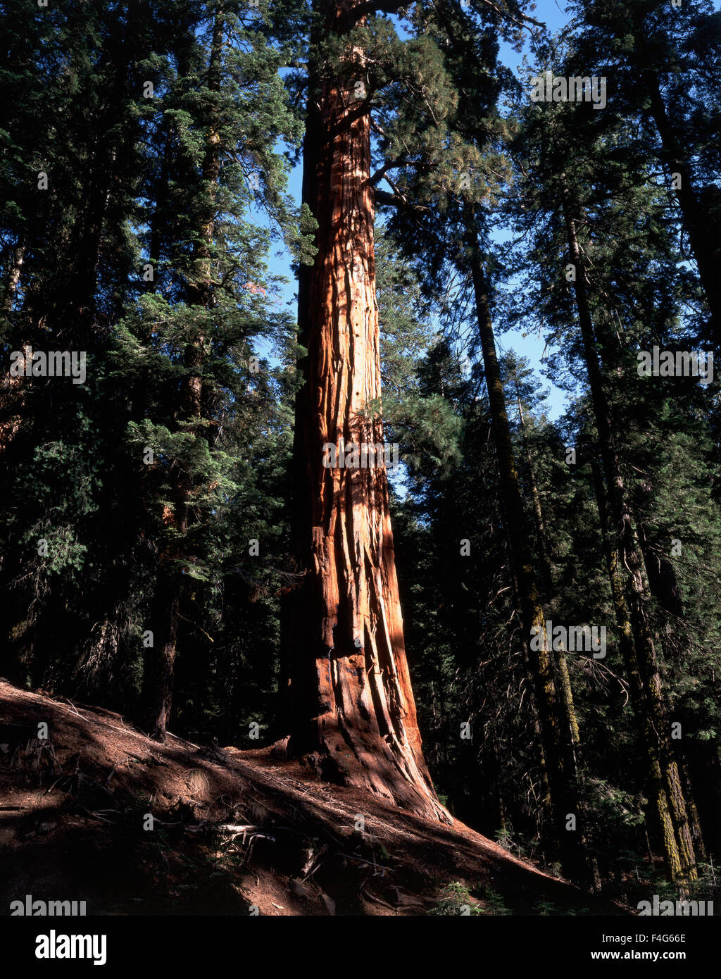 California, Sequoia National Park, Sierra Nevada Mountains. Old Growth ...