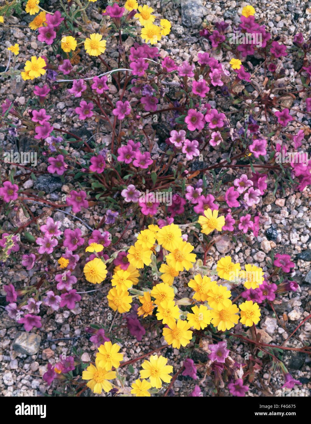 California, Death Valley Park, Woolly Daisy (Eriophyllum lanosum) and ...