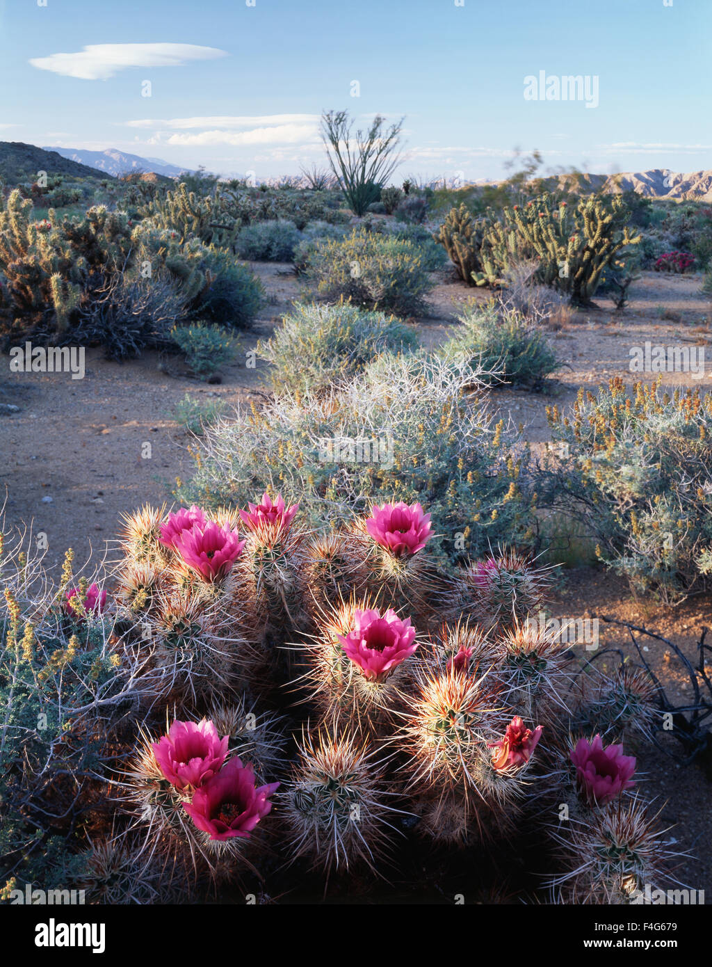 California, Anza Borrego Desert State Park, Calico cactus (Echinocereus ...