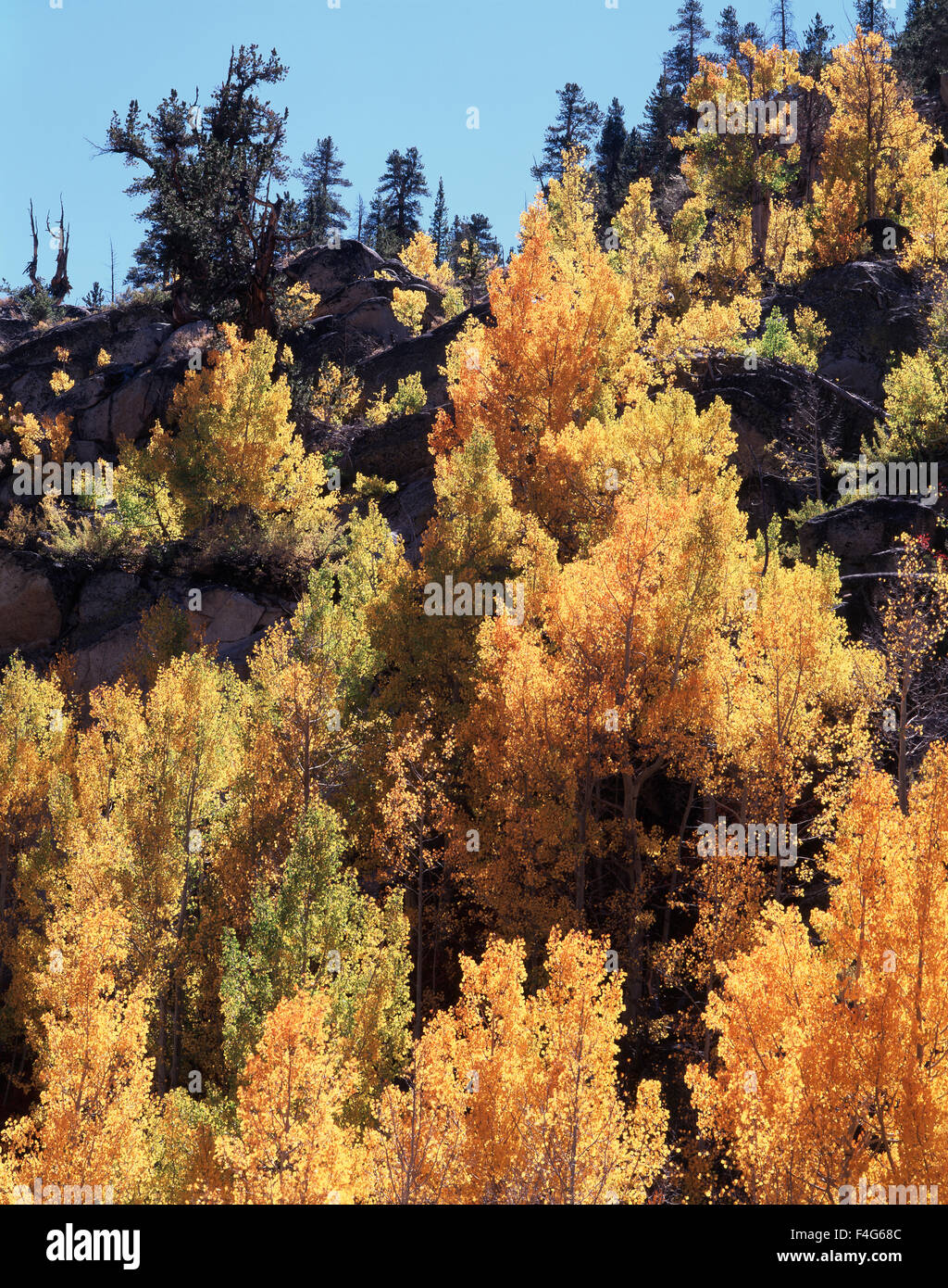 California, Sierra Nevada Mountains, National Forest, Autumn colors of ...