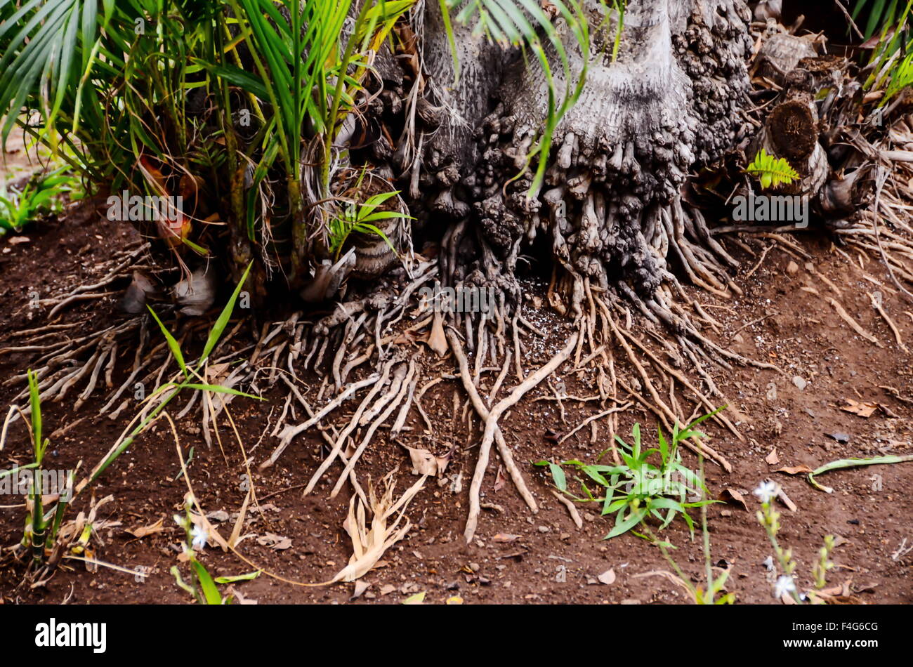 Root of the Tree Stock Photo - Alamy