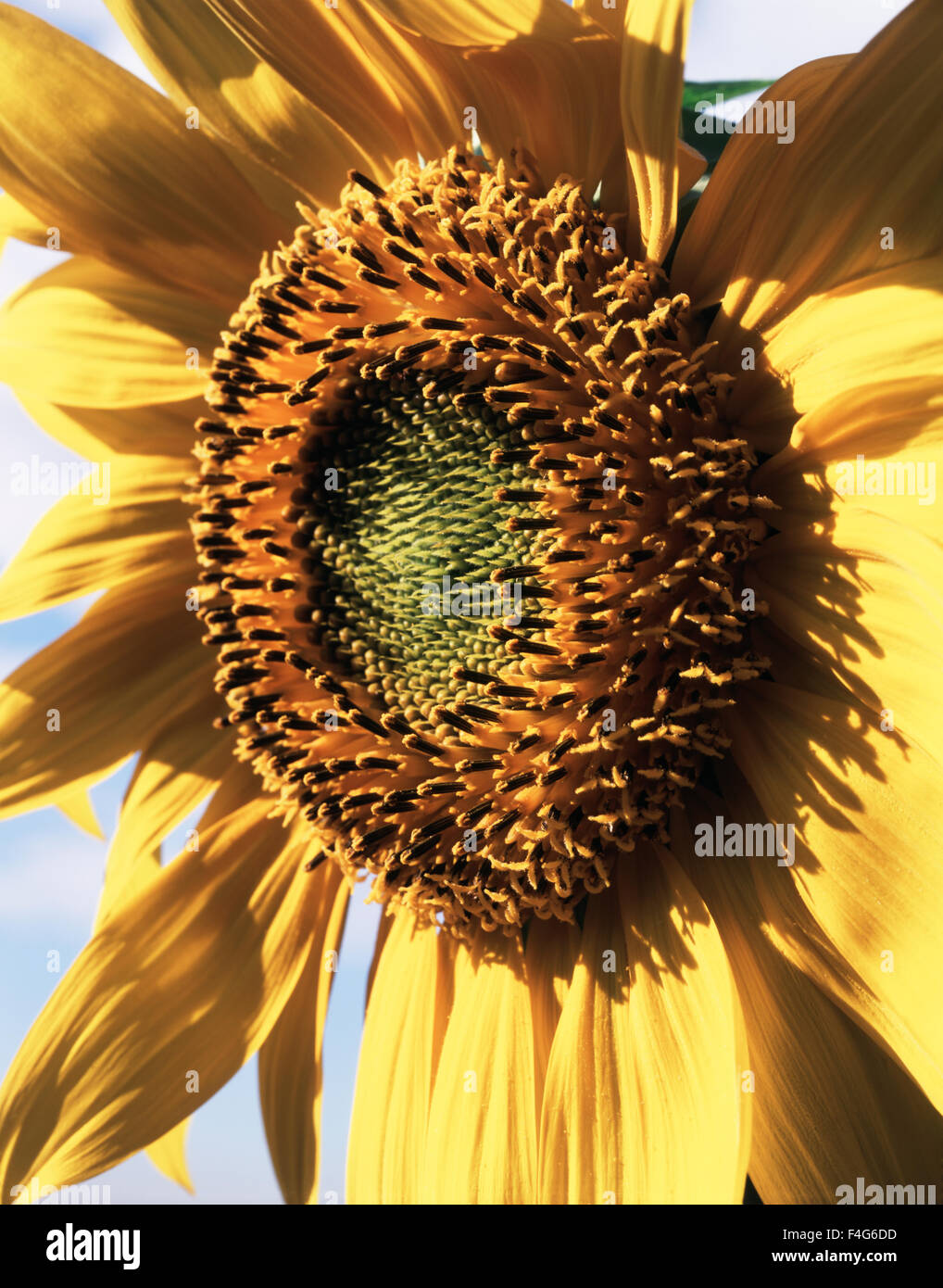 Mammoth sunflower hi-res stock photography and images - Alamy