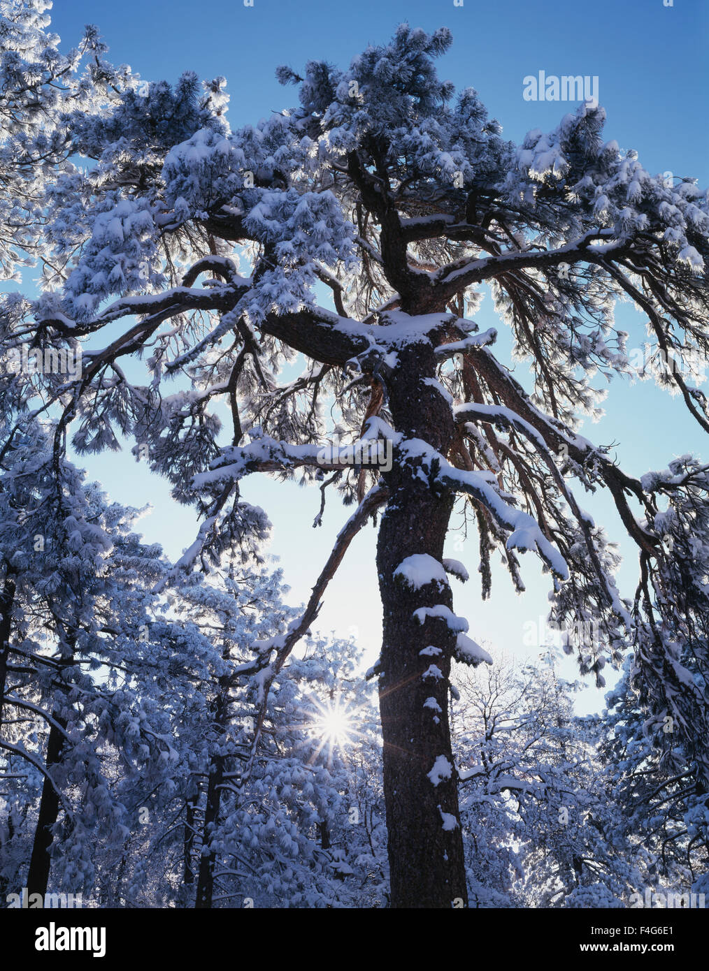 California, Cleveland National Forest, Laguna Mountains, A snow-covered ...