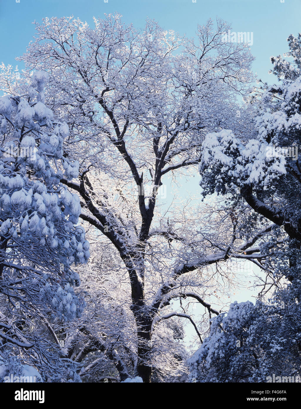 California, Cleveland National Forest, Laguna Mountains, A snow-covered ...