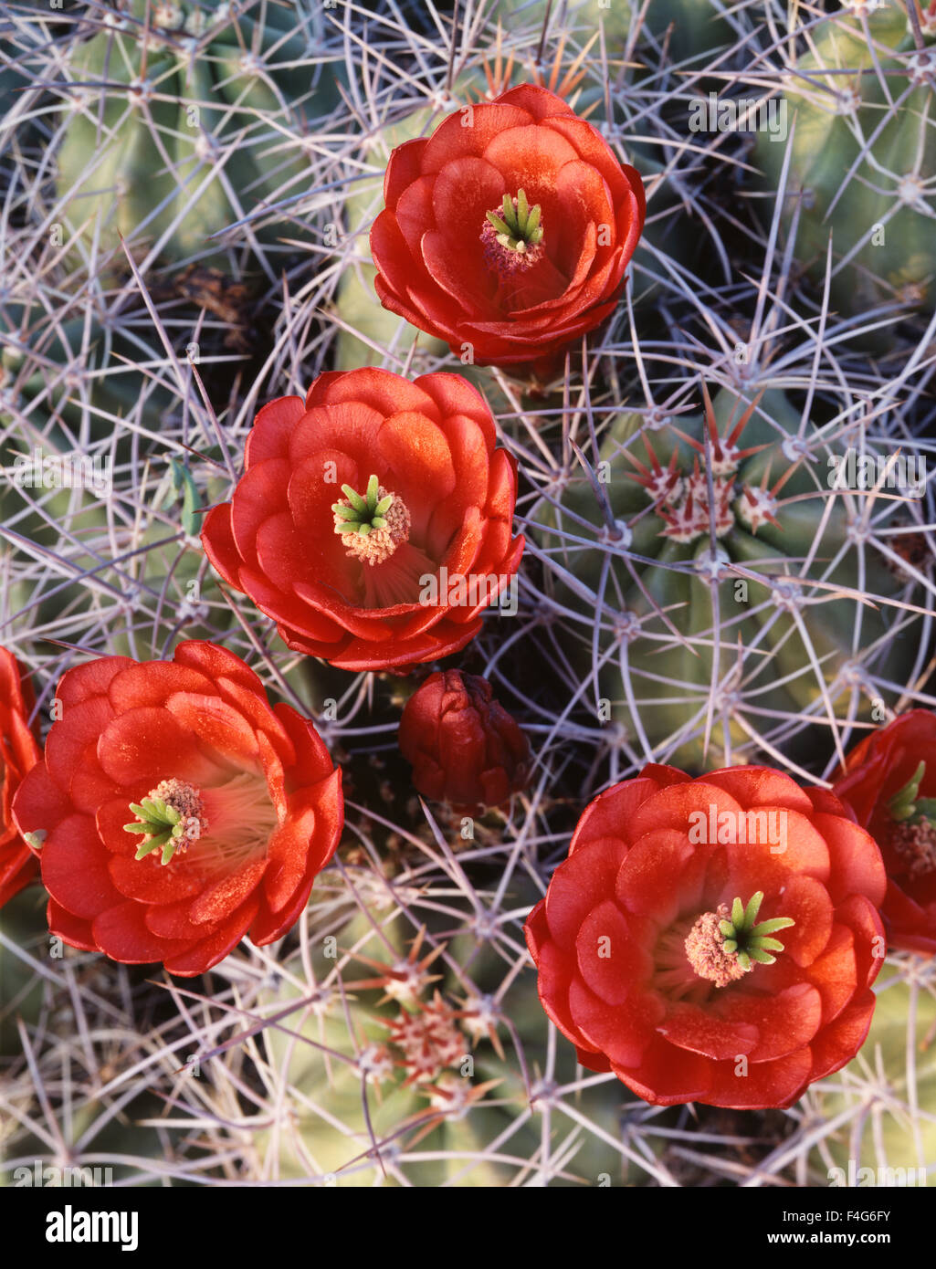 California, Joshua Tree National Park, Claret Cup Cactus wildflowers ...