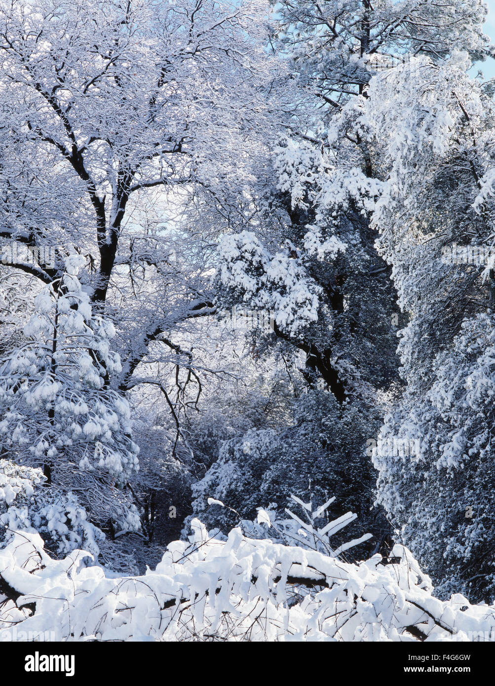 California, Rancho Cuyamaca State Park, snow-covered Live Oak Tree ...