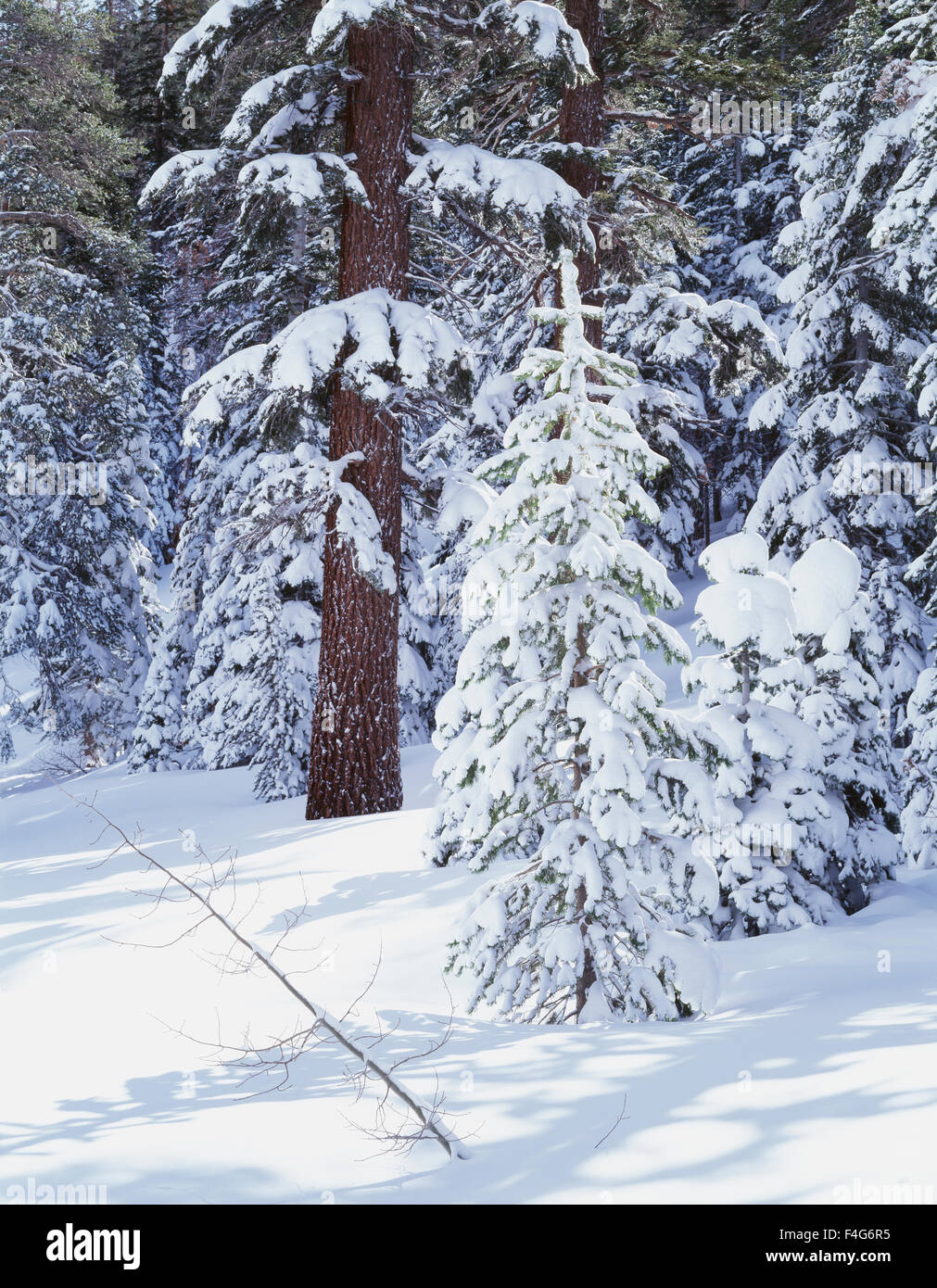 California, Sierra Nevada Mountains, Inyo National Forest, snow-covered ...