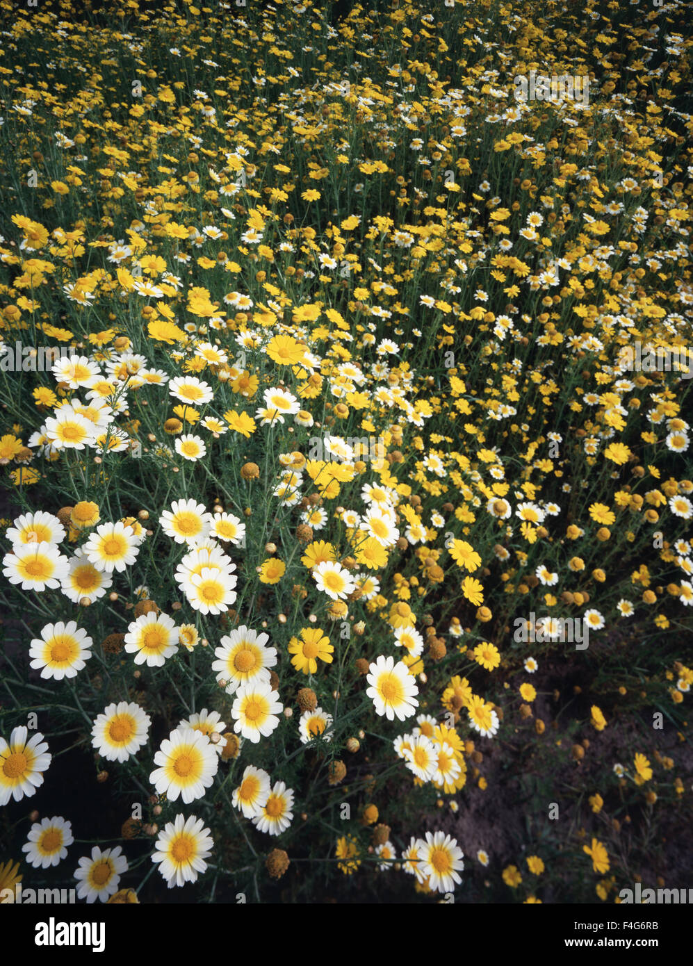 California, Spring Valley, A field of Daisy Flowers (Asteraceae) (Large ...