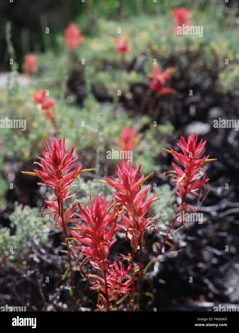California, Sierra Nevada Mountains, Indian Paintbrush Wildflowers ...