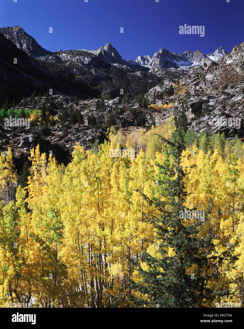 California, Sierra Nevada Mountains, Autumn colors of aspen trees ...