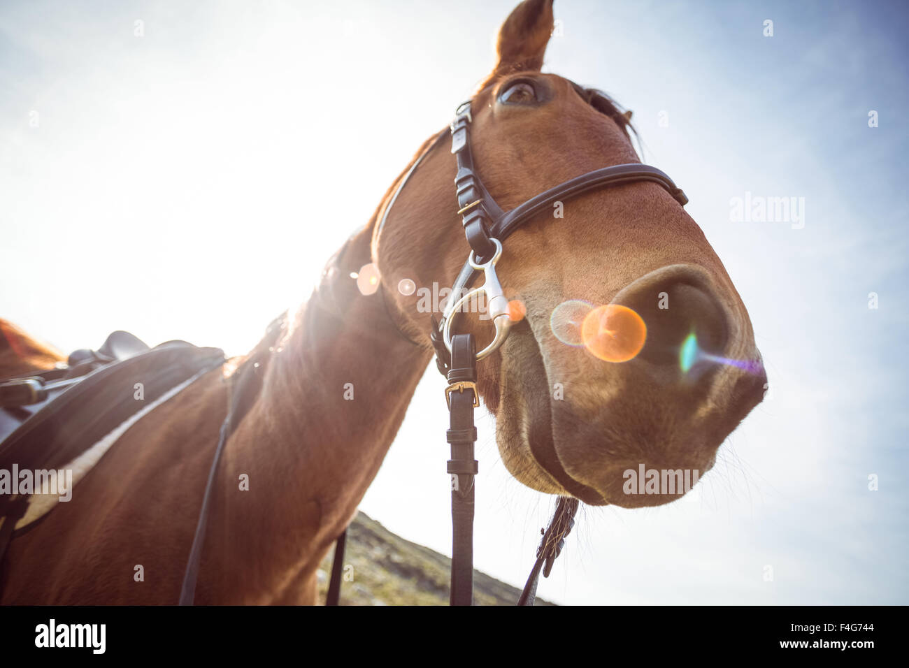 Horse reigns hi-res stock photography and images - Alamy