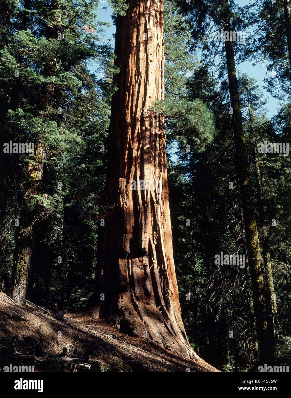 California, Sequoia National Park, Old Growth Sequoia Redwood ...