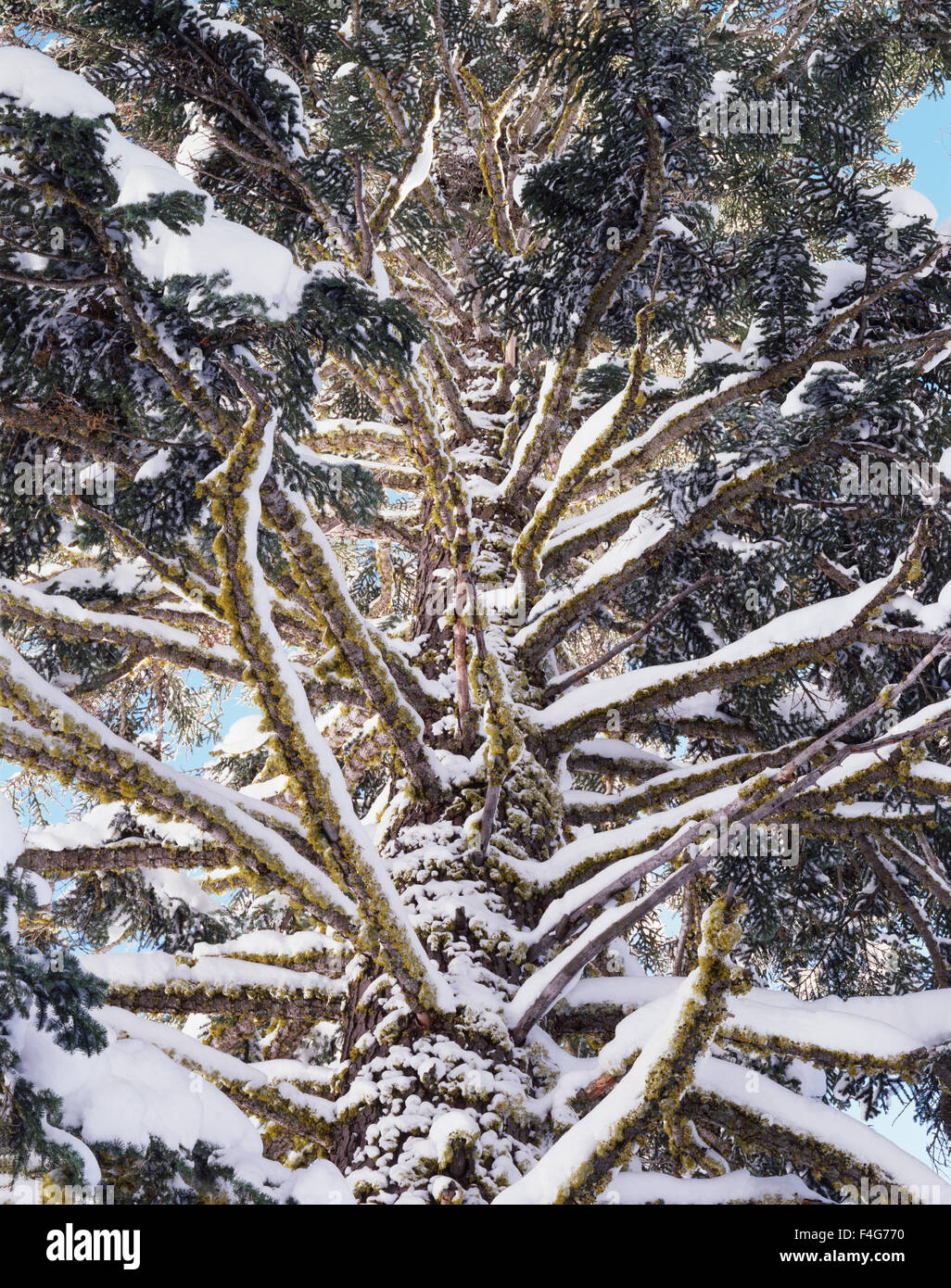 California, Sierra Nevada Mountains, Tahoe National Forest, snow ...