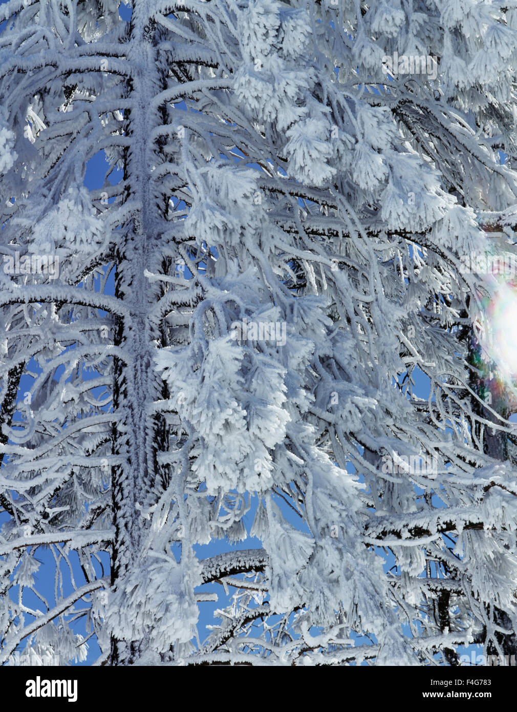 California, San Diego, Rancho Cuyamaca State Park, A snow-covered Pine ...