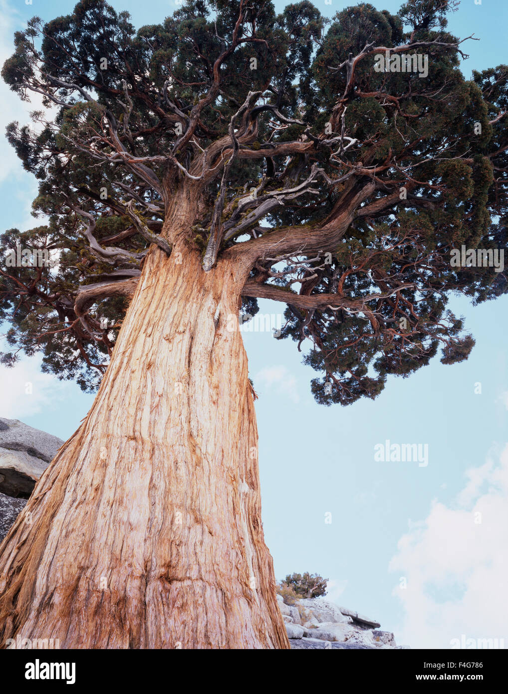 California, Sierra Nevada Mountains, Yosemite National Park, A huge ...