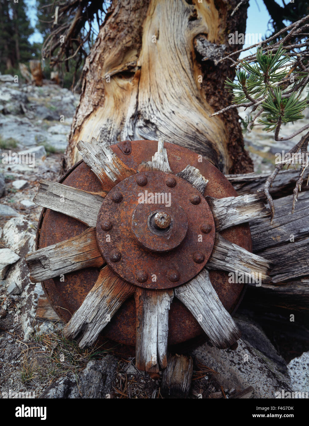 California, Sierra Nevada Mountains, Inyo National Forest, A wooden ...