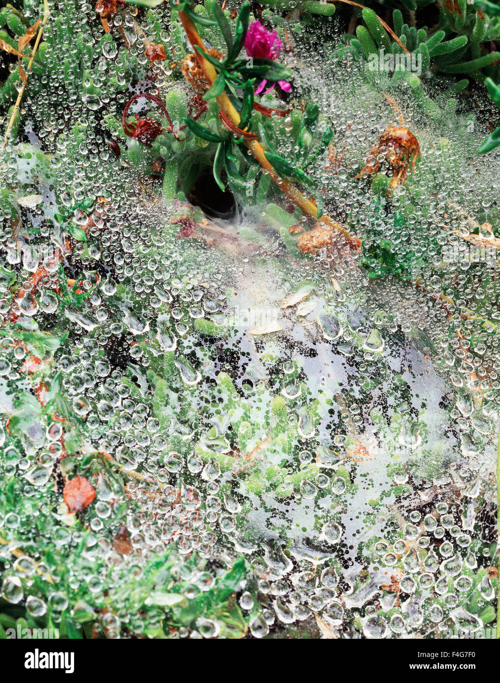 California, Dew drops on a funnel web spider (Agelenidae) spider web ...