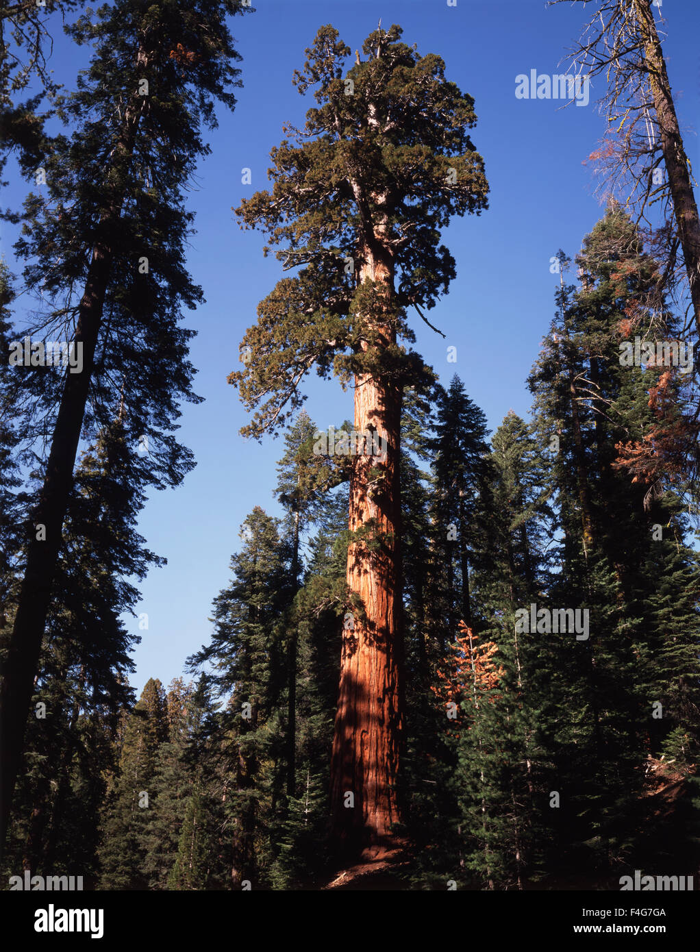 California, Sequoia National Park, Old Growth Sequoia Redwood ...