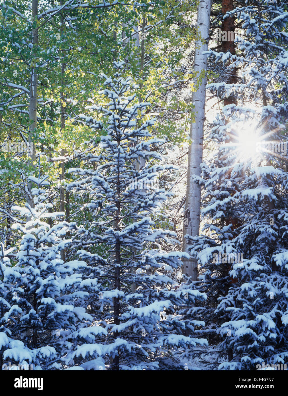 Sun shines through large hi-res stock photography and images - Alamy