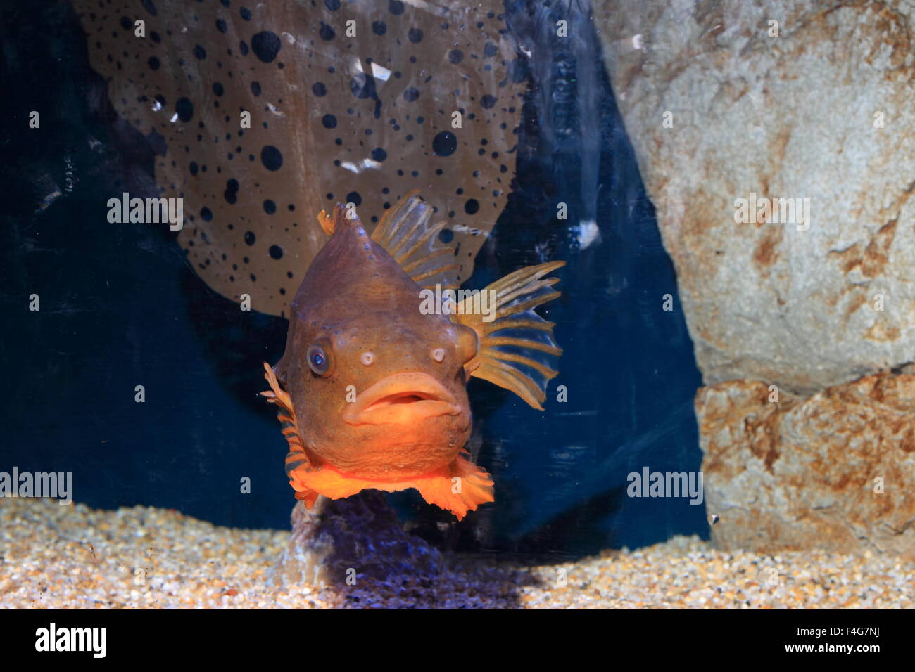 Lumpfish (Cyclopterus lumpus Stock Photo - Alamy