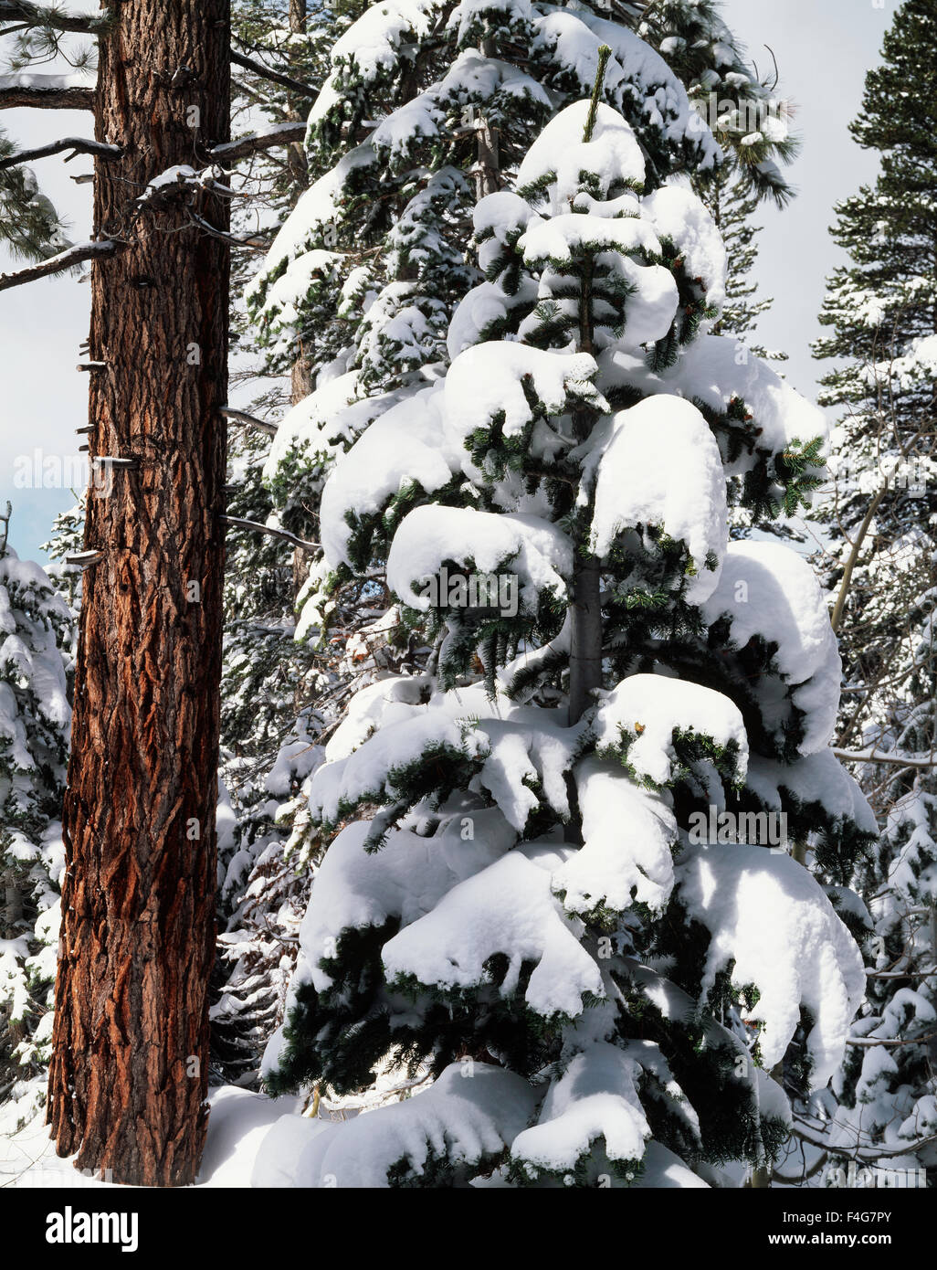 California red fir abies magnifica hi-res stock photography and images ...