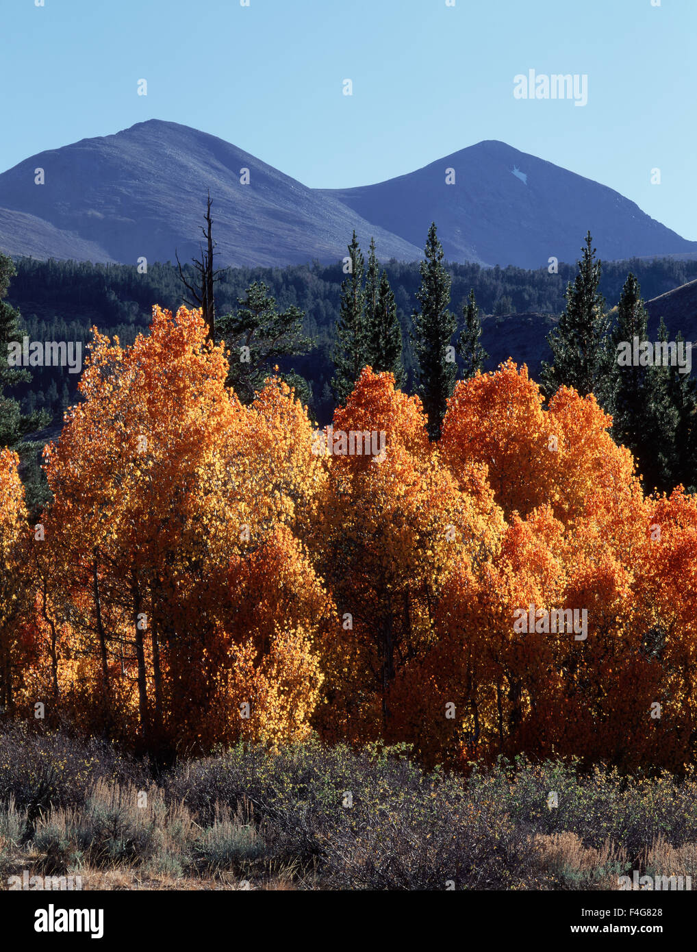 California, Sierra Nevada Mountains, Inyo National Forest, The autumn ...