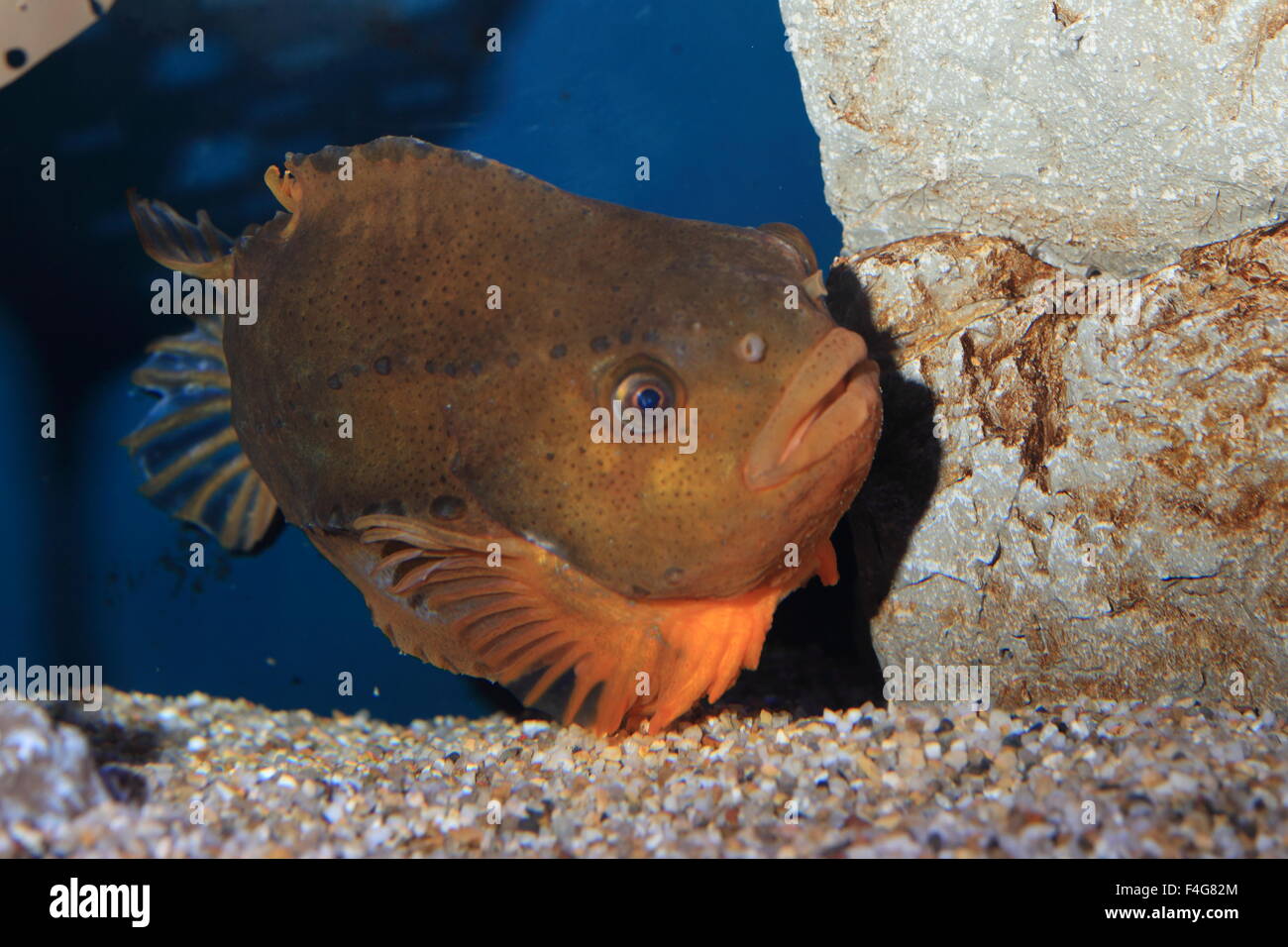 Lumpfish (Cyclopterus lumpus Stock Photo - Alamy