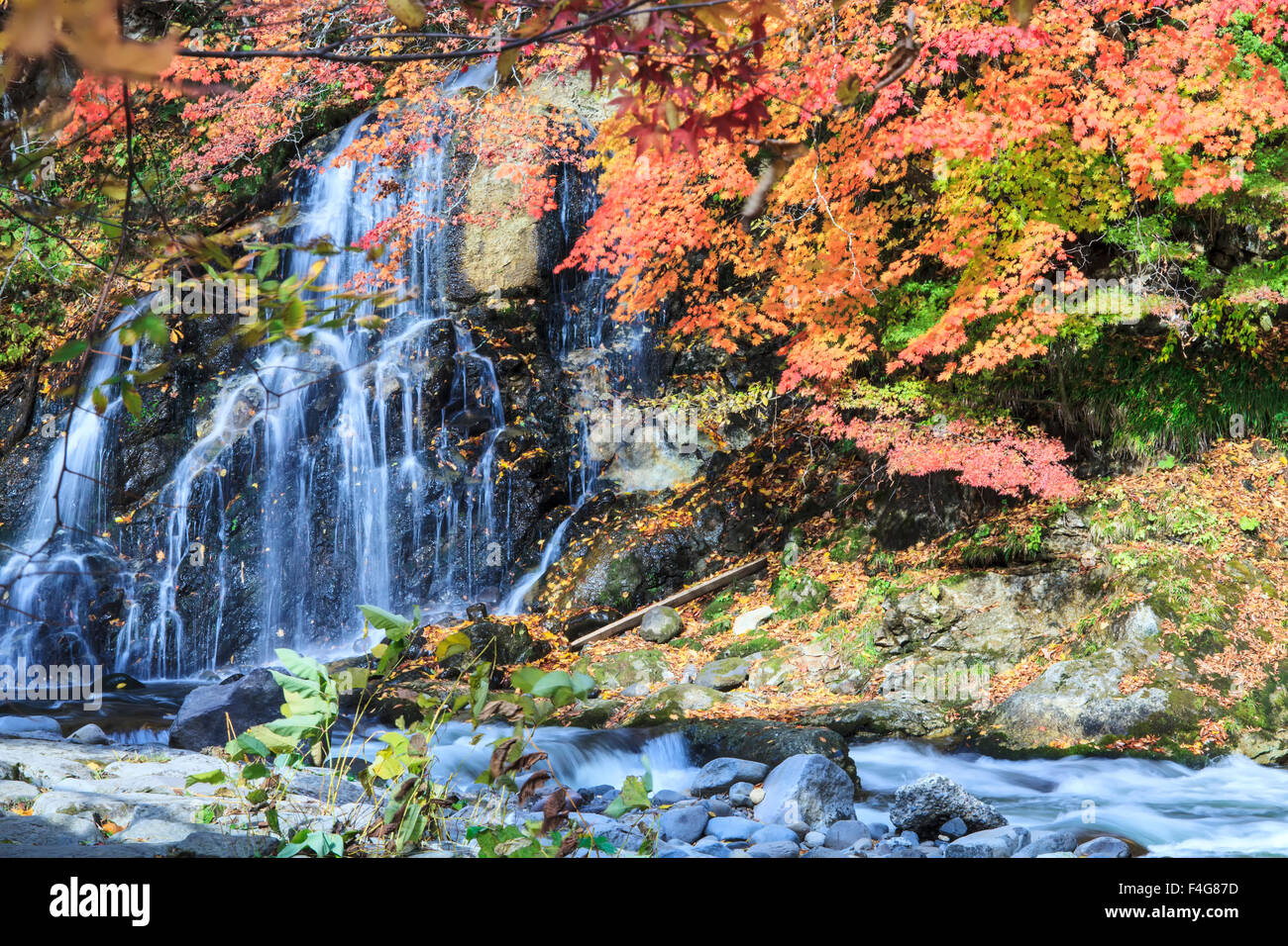 Maple tree in autumn at the fall season Stock Photo - Alamy