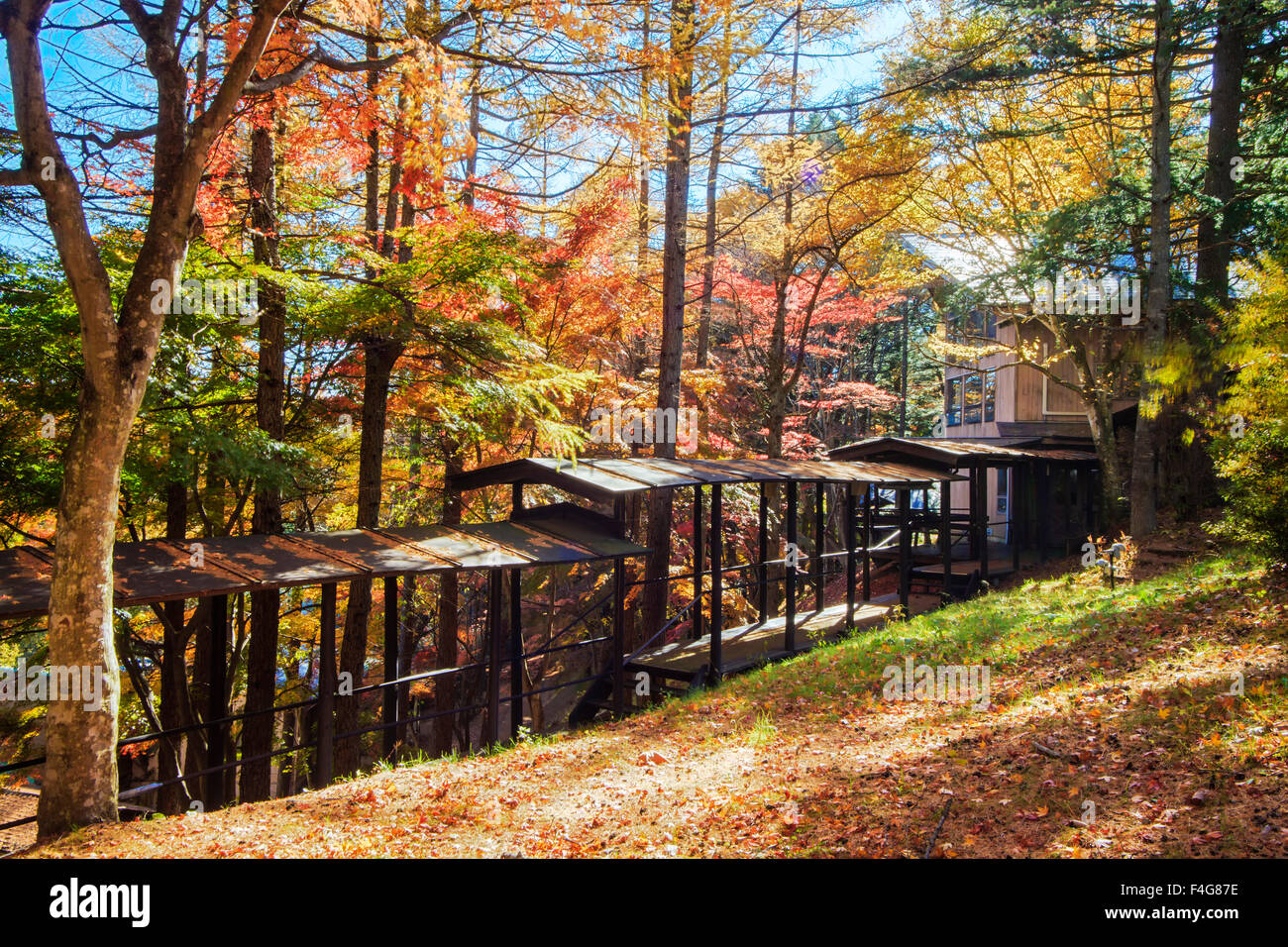 Beech maple forest in fall hi-res stock photography and images - Alamy