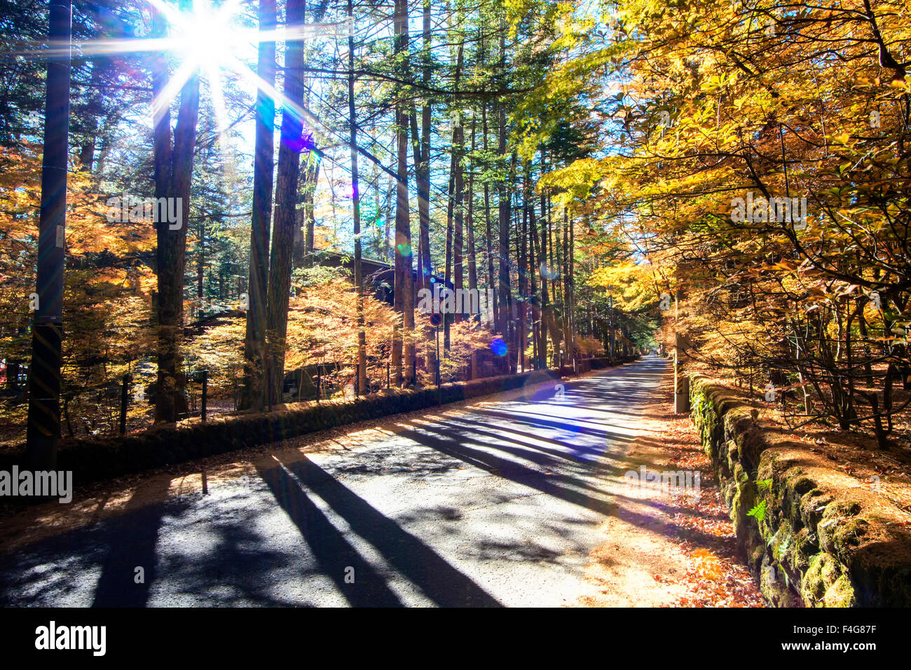 Maple tree in autumn at the fall season Stock Photo - Alamy