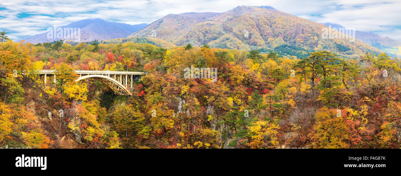 Maple tree in autumn at the fall season Stock Photo - Alamy