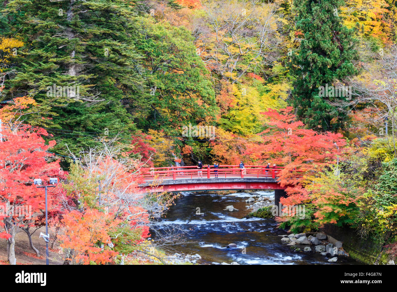 Maple tree in autumn, Japan Stock Photo - Alamy