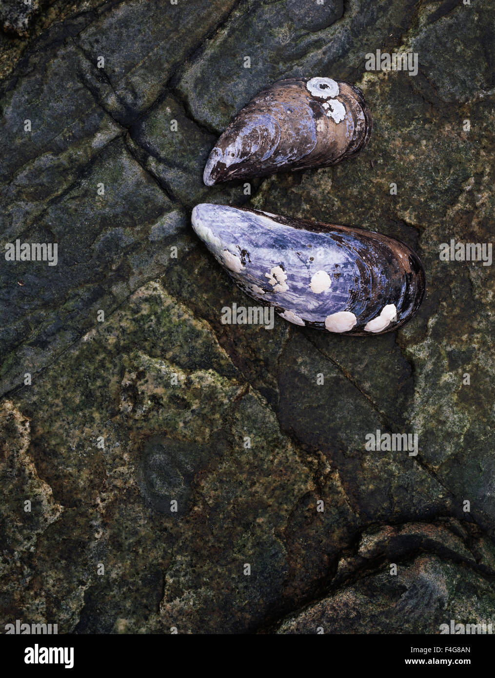California, San Diego, Sunset Cliffs, Mussel Shells lying on sandstone ...
