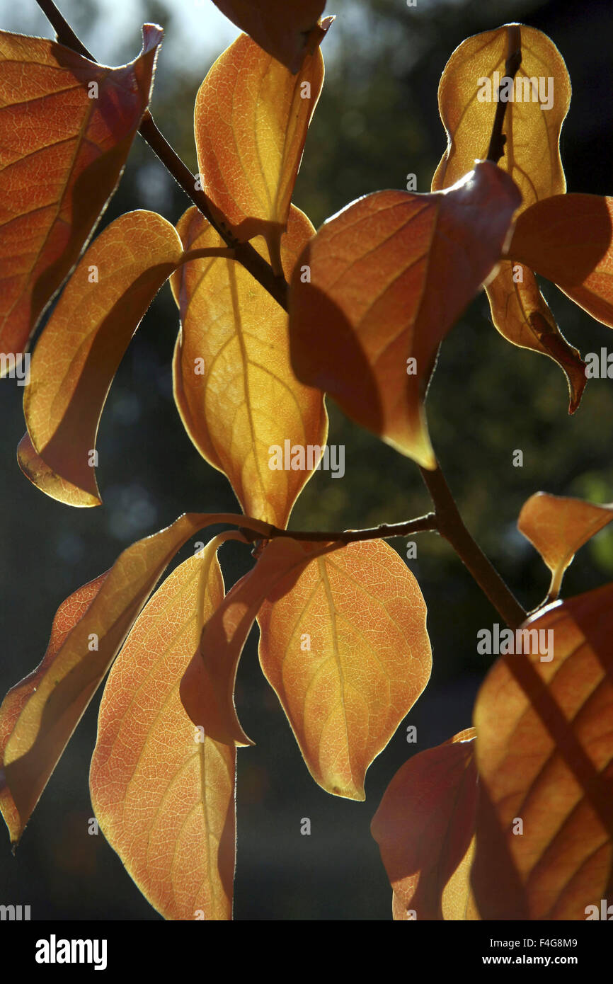 Fall foliage, the autumn leaves of a California persimmons tree Stock ...