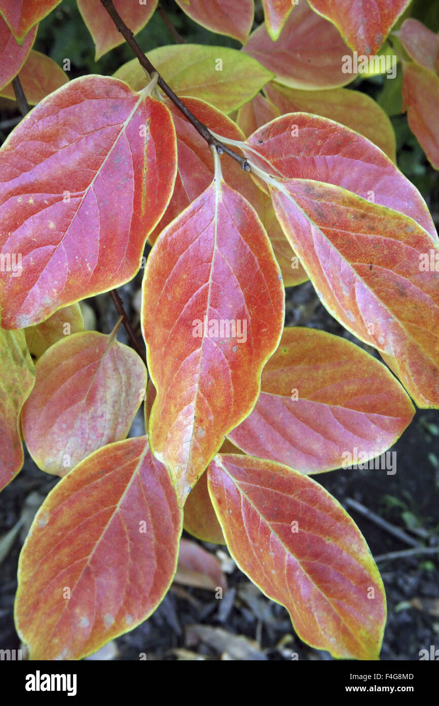 Fall foliage, the autumn leaves of a California persimmons tree Stock ...