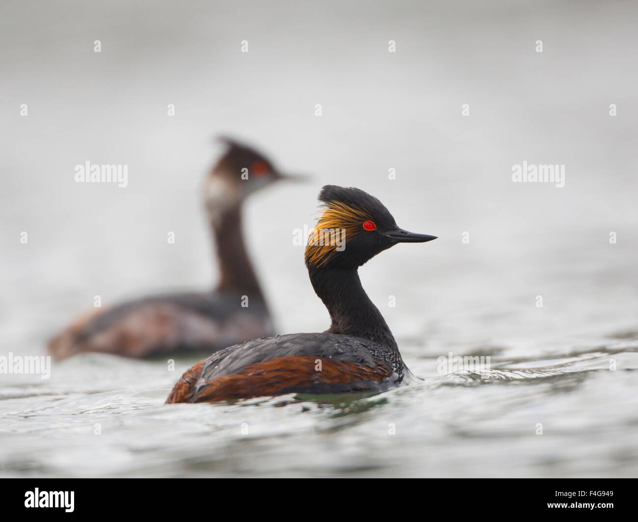 USA, California. Eared Grebe (Podiceps nigricollis ) in breeding ...