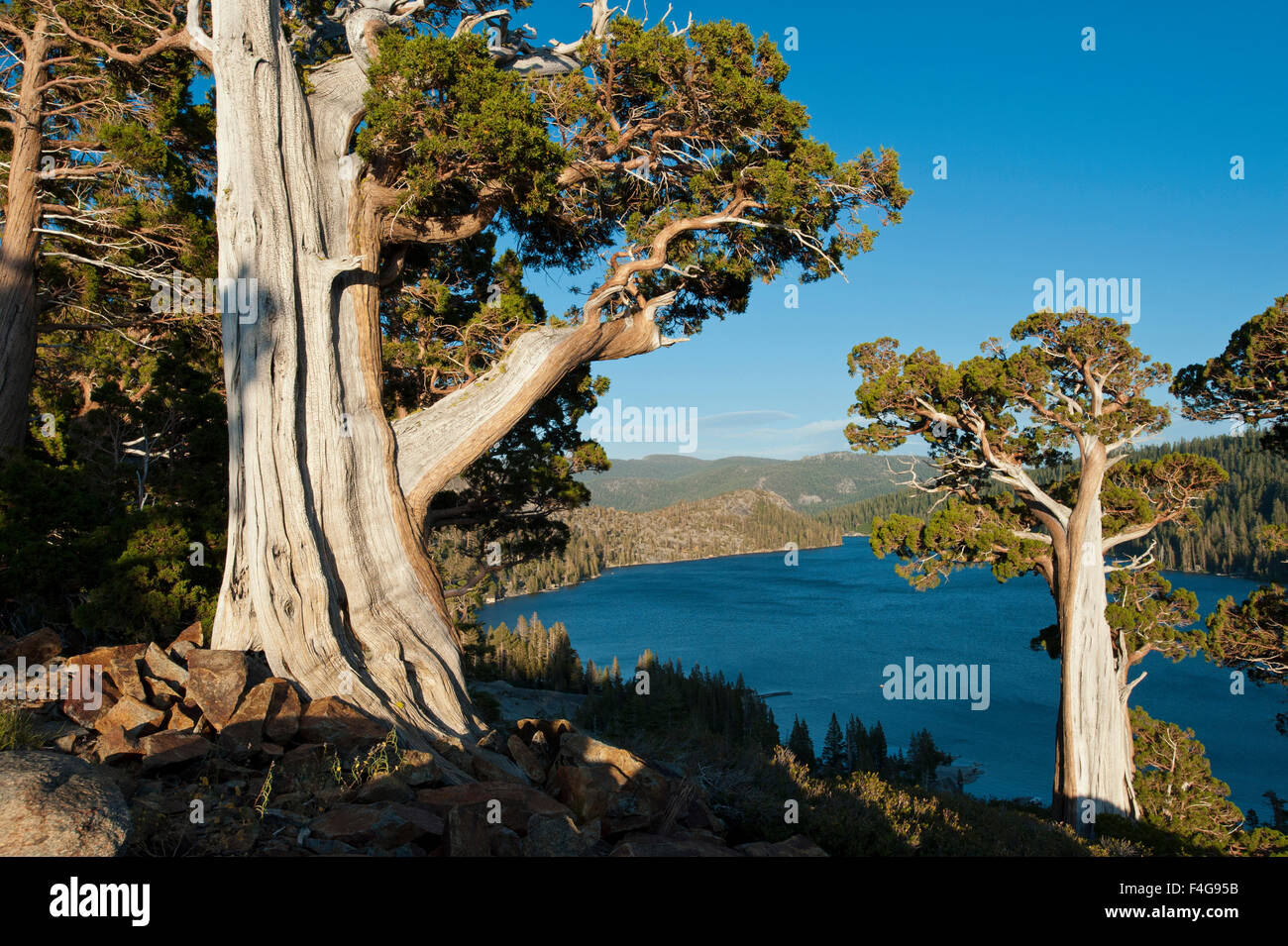 Juniper Trees above Echo Lake, Sierra Nevada Mountains Stock Photo - Alamy