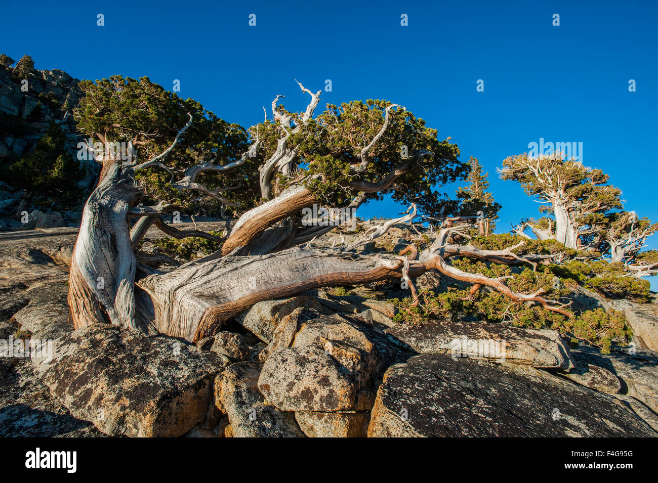 Trunk and Root of Juniper Tree, Echo Lake, Sierra Nevada Mountains ...