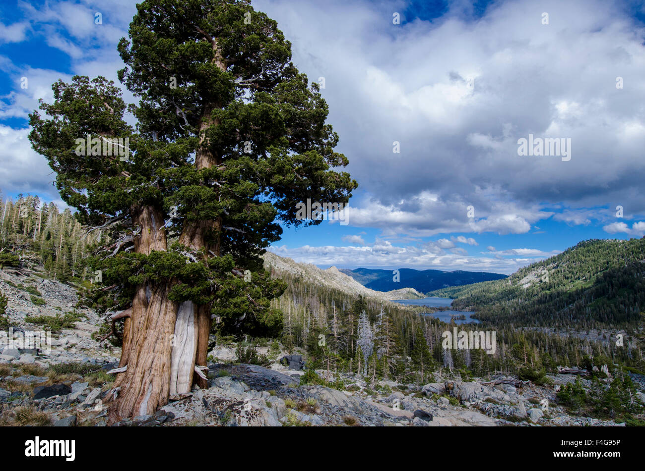 Sierra Juniper and Evergreen Trees above Echo Lake, Sierra Nevada ...