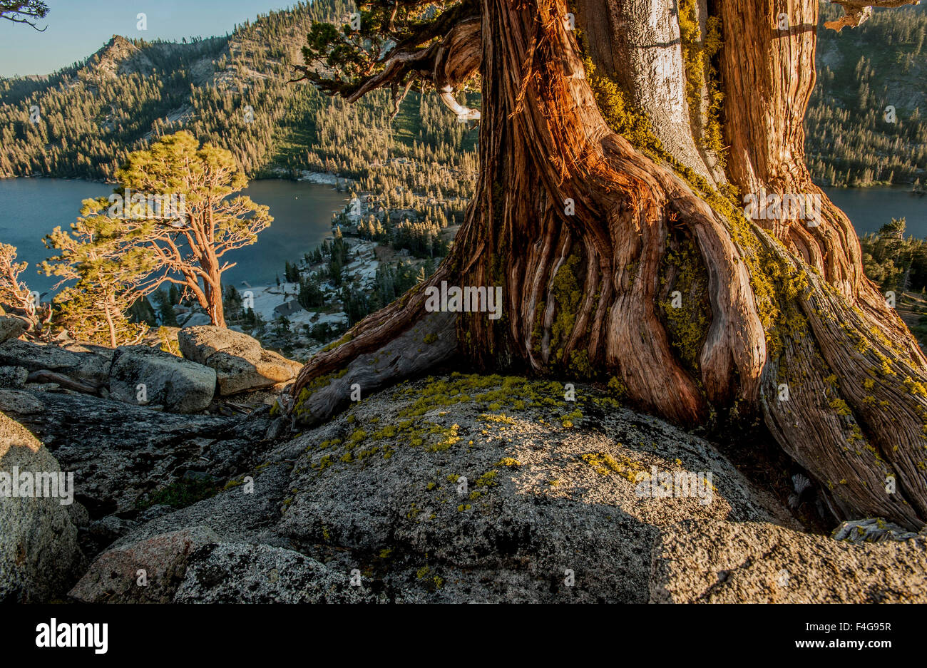 Trunk and Root of Juniper Tree overlooking Echo Lake, Sierra Nevada ...