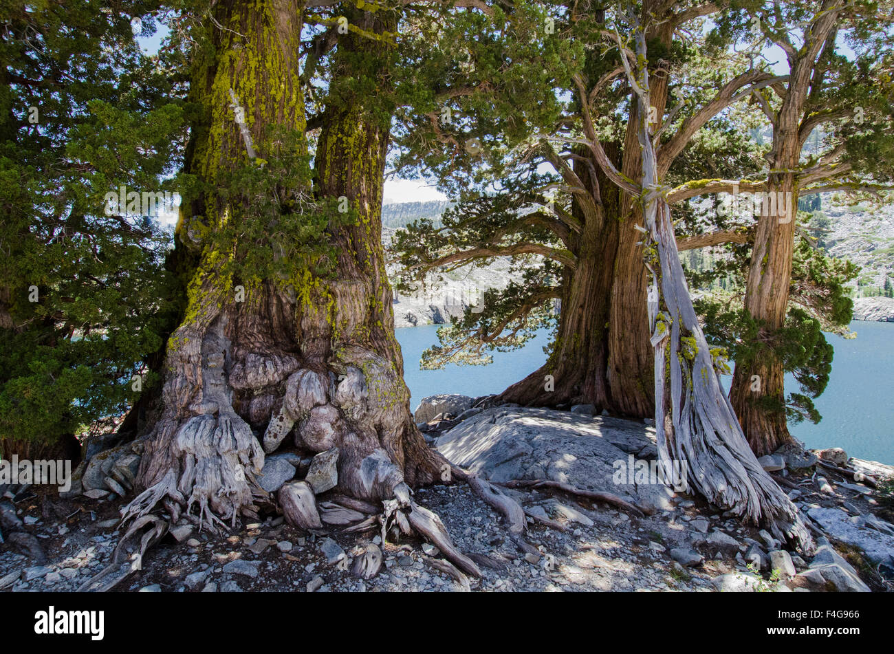 Sierra Juniper Trees and Ralston Lake, Desolation Wilderness, Eldorado ...