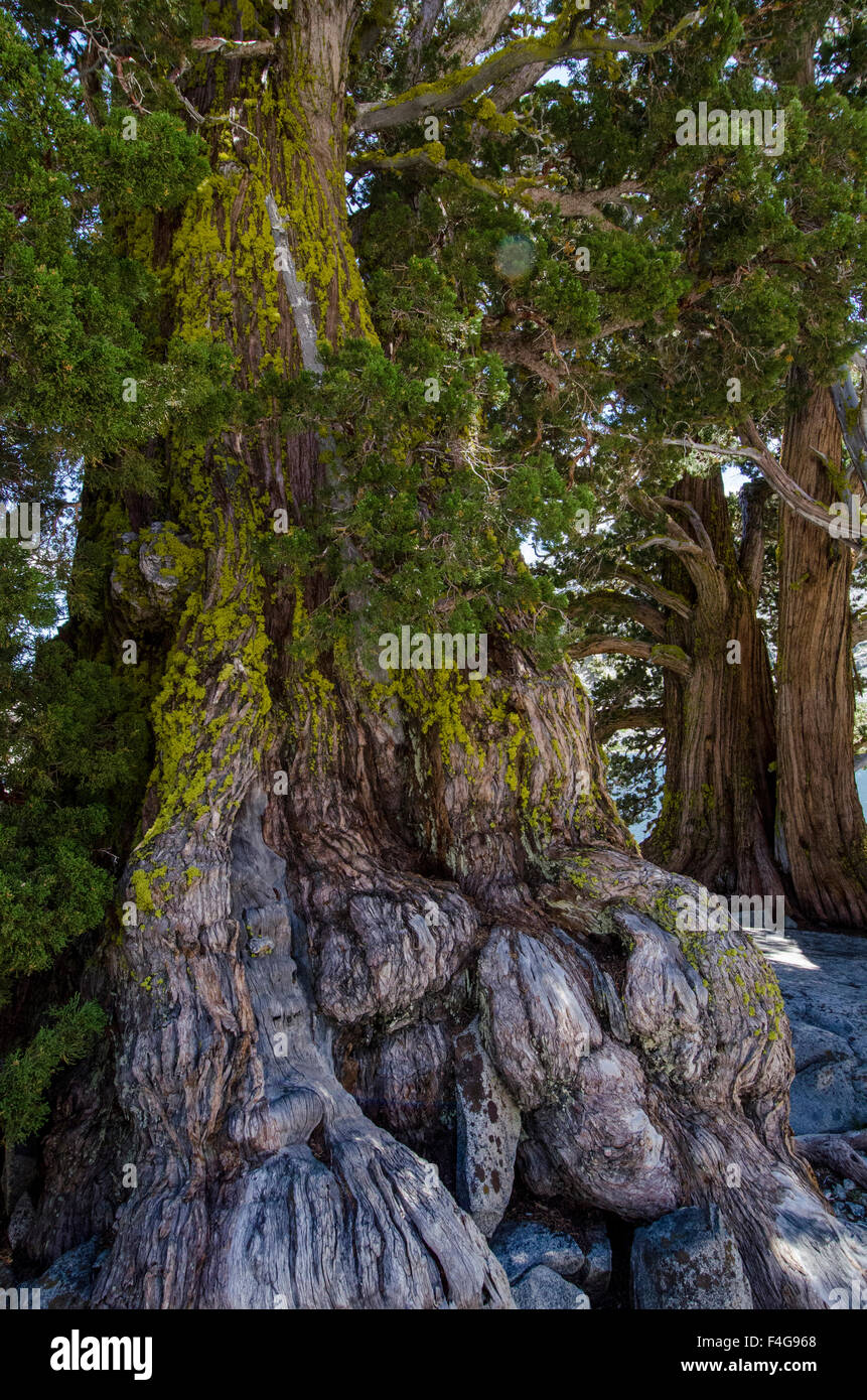 Sierra Juniper Trees and Ralston Lake, Desolation Wilderness, Eldorado ...