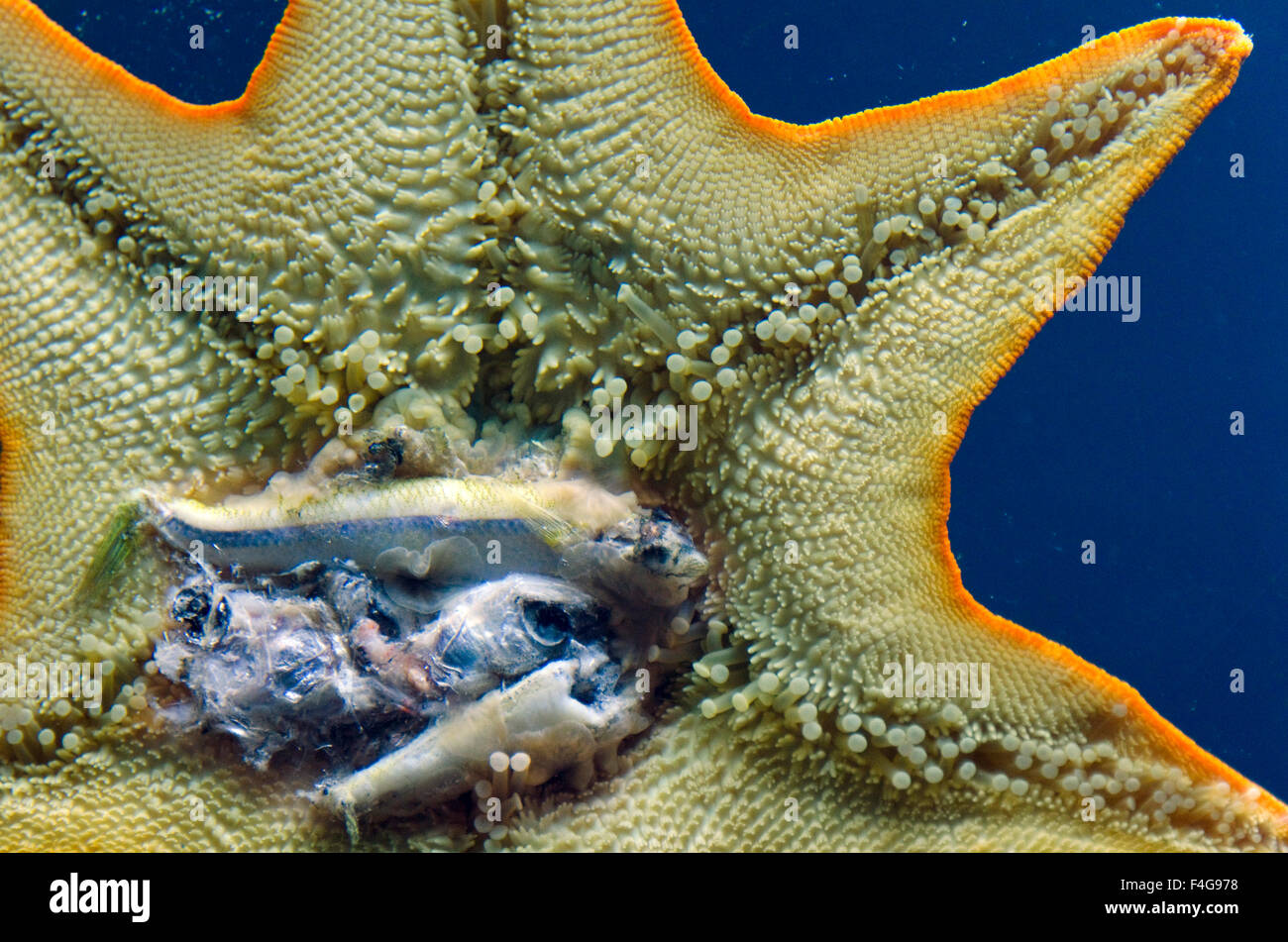 Starfish Eating Fish