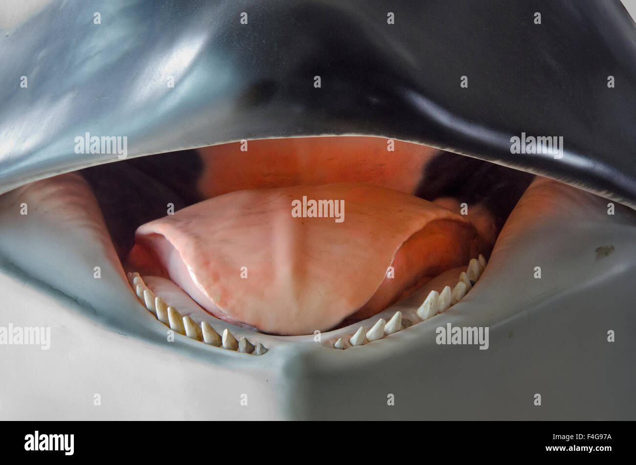 USA, California, Monterey. Close up of porpoise sculpture with toothy ...