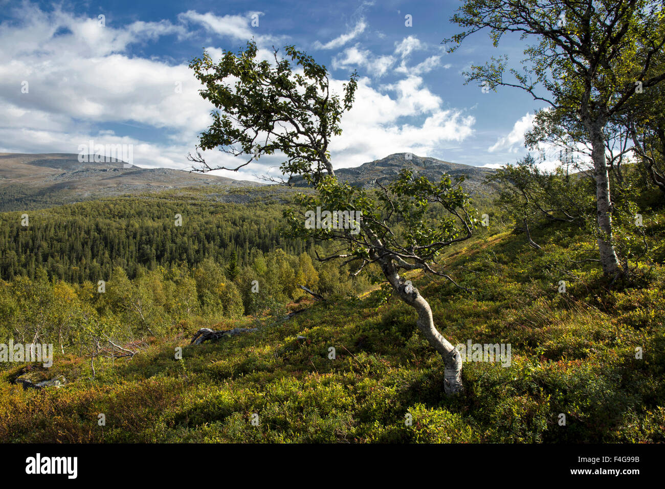 Mountain meadow lone tree hi-res stock photography and images - Alamy