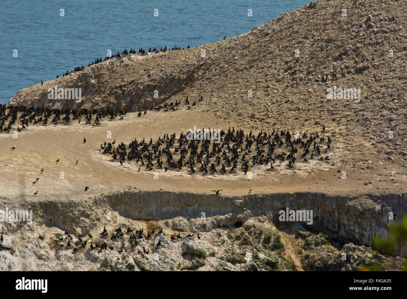 Brandt's Cormorant, colony, nesting, Bird Island, Point Lobos State ...