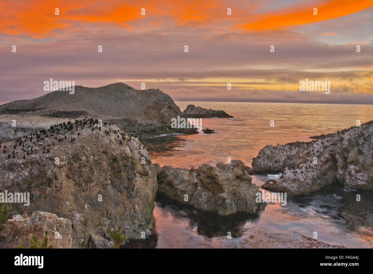 Sunset, Bird Island, Point Lobos State Reserve, California, USA Stock ...