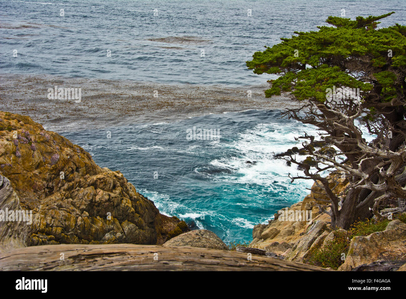 Monterey Cypress, Cypress Grove Trail, Point Lobos State Reserve ...