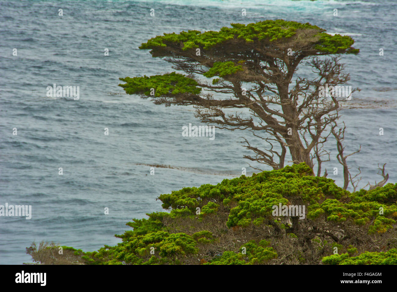 Monterey Cypress, Cypress Grove Trail, Point Lobos State Reserve ...