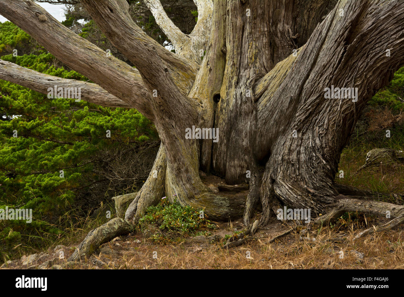 Monterey Cypress, Point Lobos State Reserve, Carmel, California Stock ...